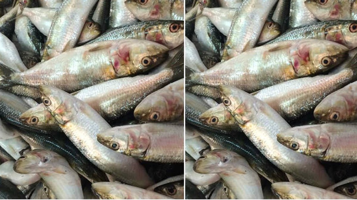 Try These Tips To Remove The Bad Smell Of Fish, From Vessels, You Will ...
