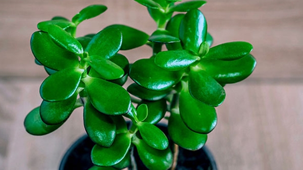 Vastu Tips: Plant Jamanthi To Hibiscus In These Direction For Lord ...