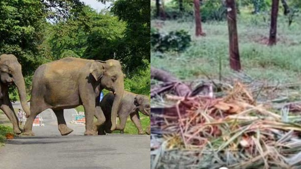 herd of wild elephants descended on Aralam Farm again; Widespread crop ...