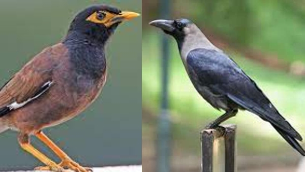 Oman Chase Away Indian Crow and Mynah; These Are The Reasons of This ...