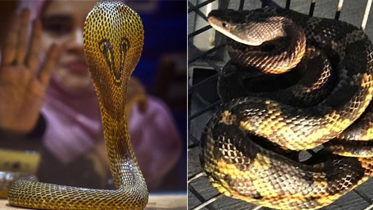 Uttar Pradesh: Snake Charmers Releases Snake In A Running Train, Here ...
