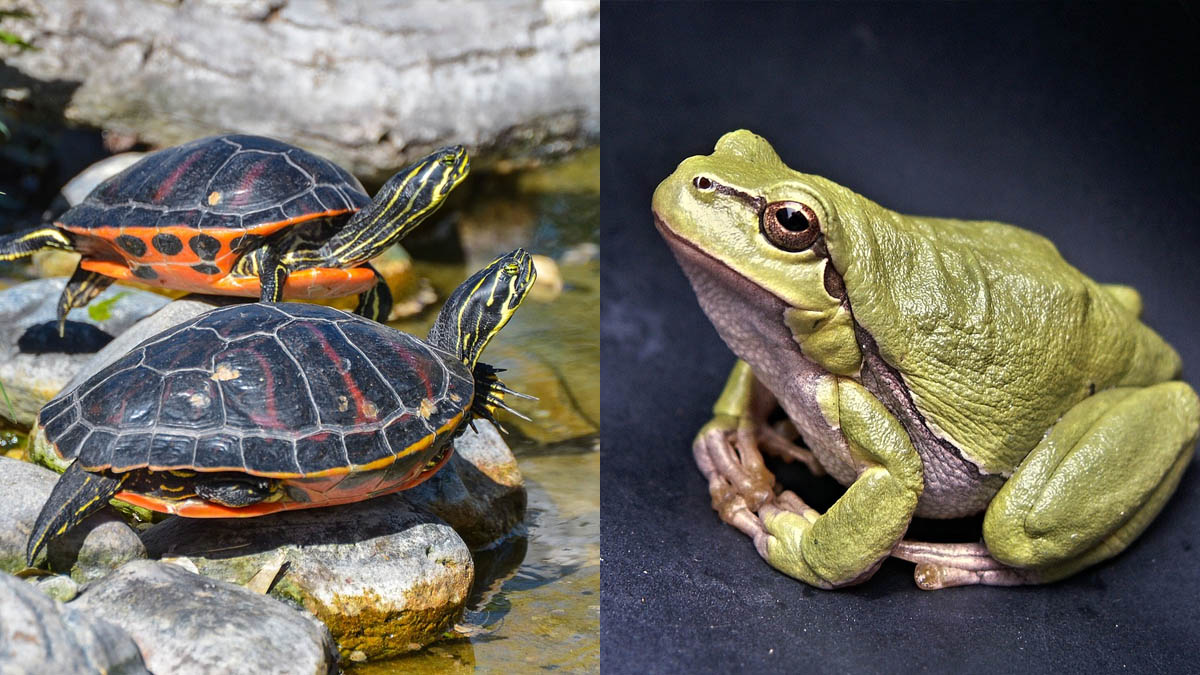 Vastu Tips: Here Is How Tortoise And Frog Bring Lucky In To Your Home ...