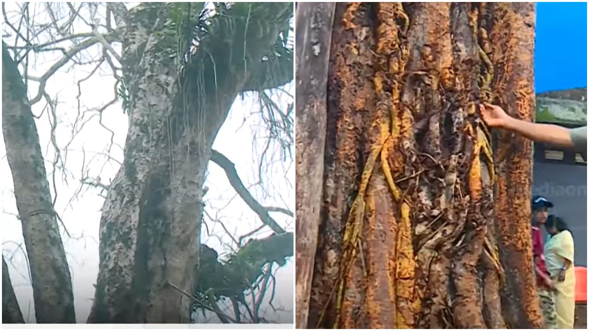Kollam: Natural Lovers Give Ayurvedic Treatment To Banyan Tree, Here ...