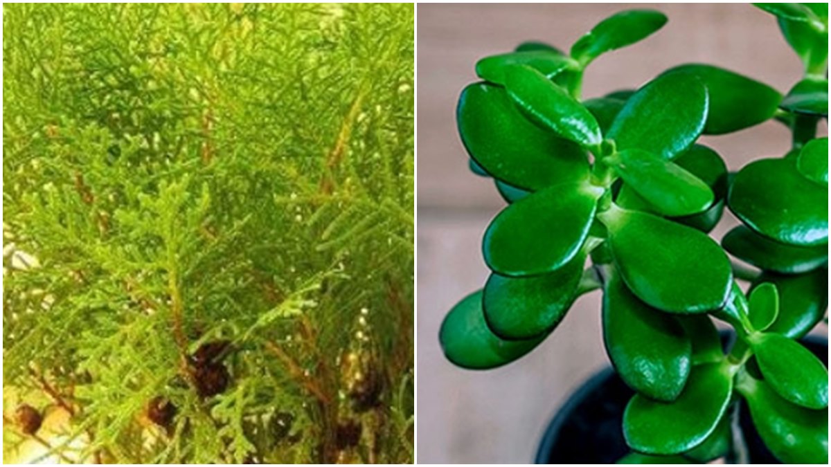 Vastu Tips: Keep These Things In Your Mind While Planting Trees At Home ...