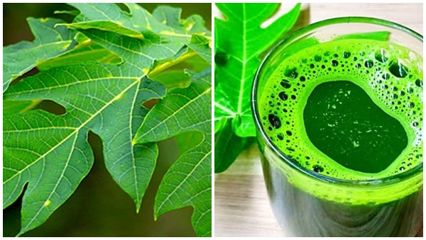 ചർമ്മത്തിനും ആരോ ഗ്യത്തിനും പപ്പായ ഇല കൊണ്ട് ജ്യൂസ്; ഗുണങ്ങളറിഞ്ഞാ ...