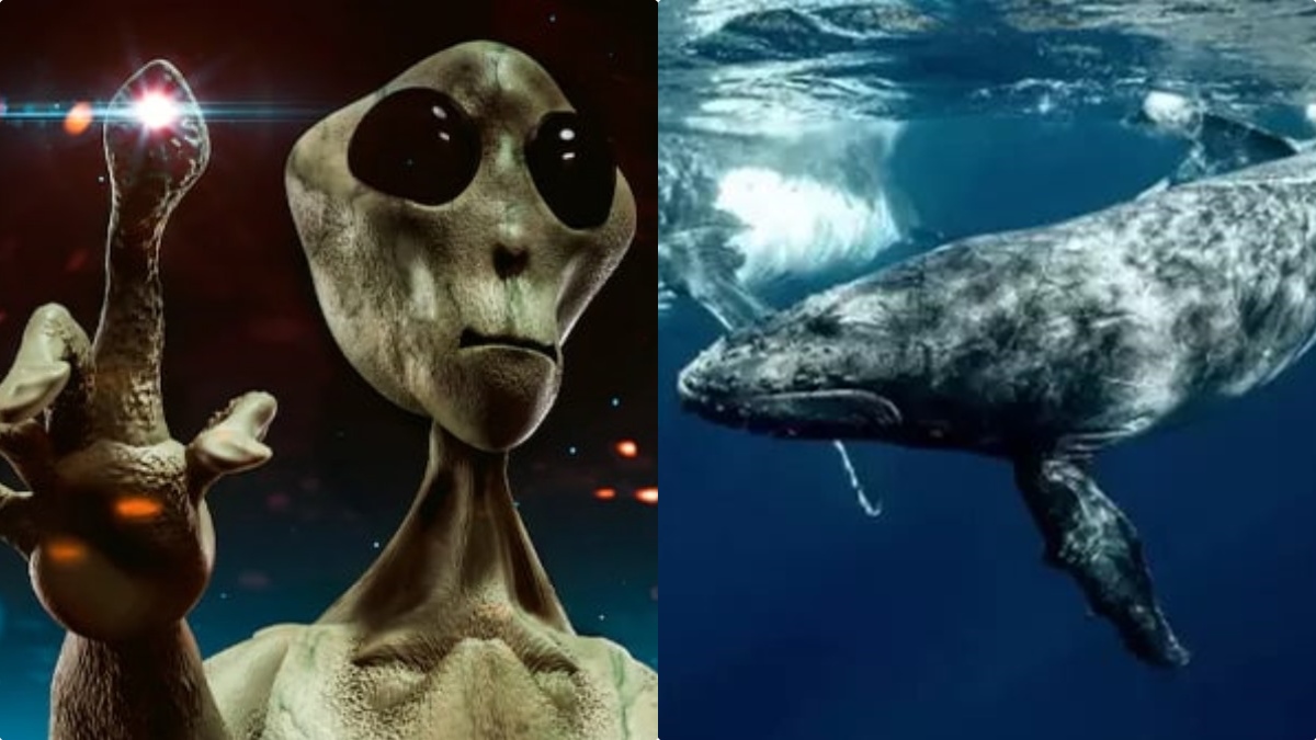 തിമിംഗലത്തോട് സംസാരിക്കാന്‍ അറിയുമോ? അന്യഗ്രഹ ജീവികളുമായി ബന്ധപ്പെടാം ...