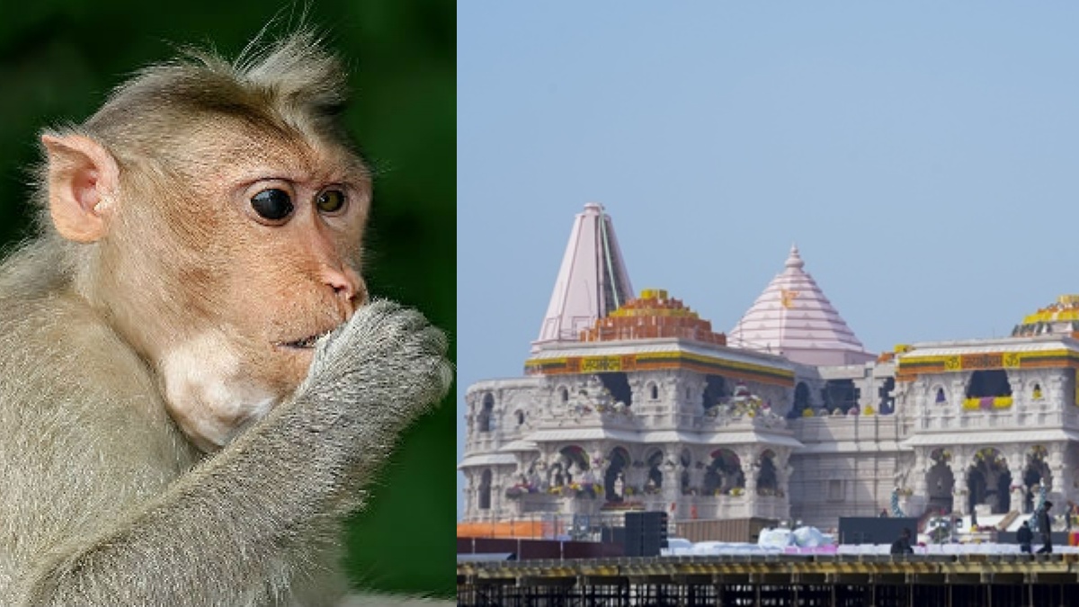 അയോധ്യ രാമക്ഷേത്രത്തിനുള്ളിൽ കുരങ്ങ്; രാംലല്ലയെ കാണാൻ ഹനുമാ ...